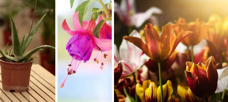 Diferentes Tipos de Mantillo para Plantas y sus Ventajas – Plantas y ...