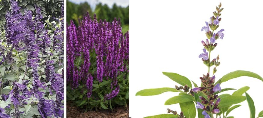 Nombres Tipos De Plantas Perennes