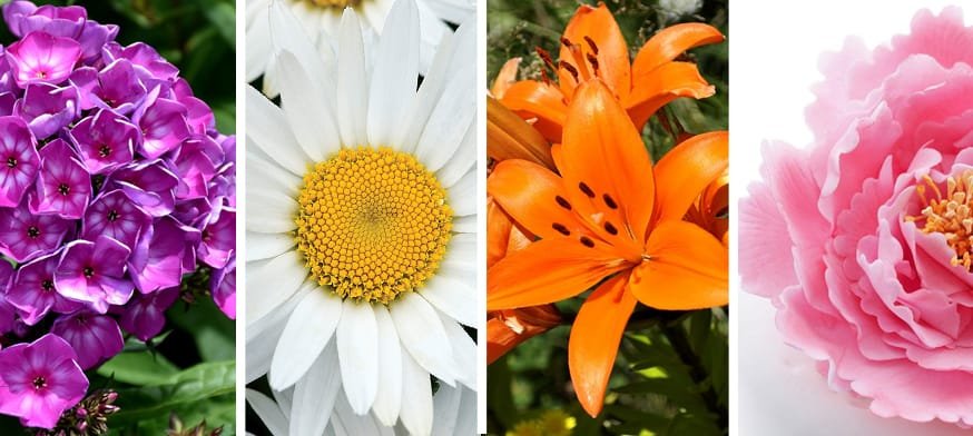 Nombres Tipos De Plantas Perennes