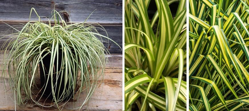 Nombres Tipos De Plantas Perennes