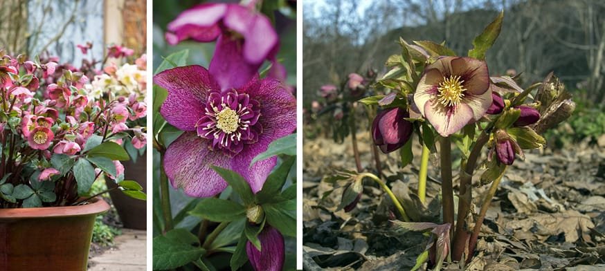 Nombres Tipos De Plantas Perennes